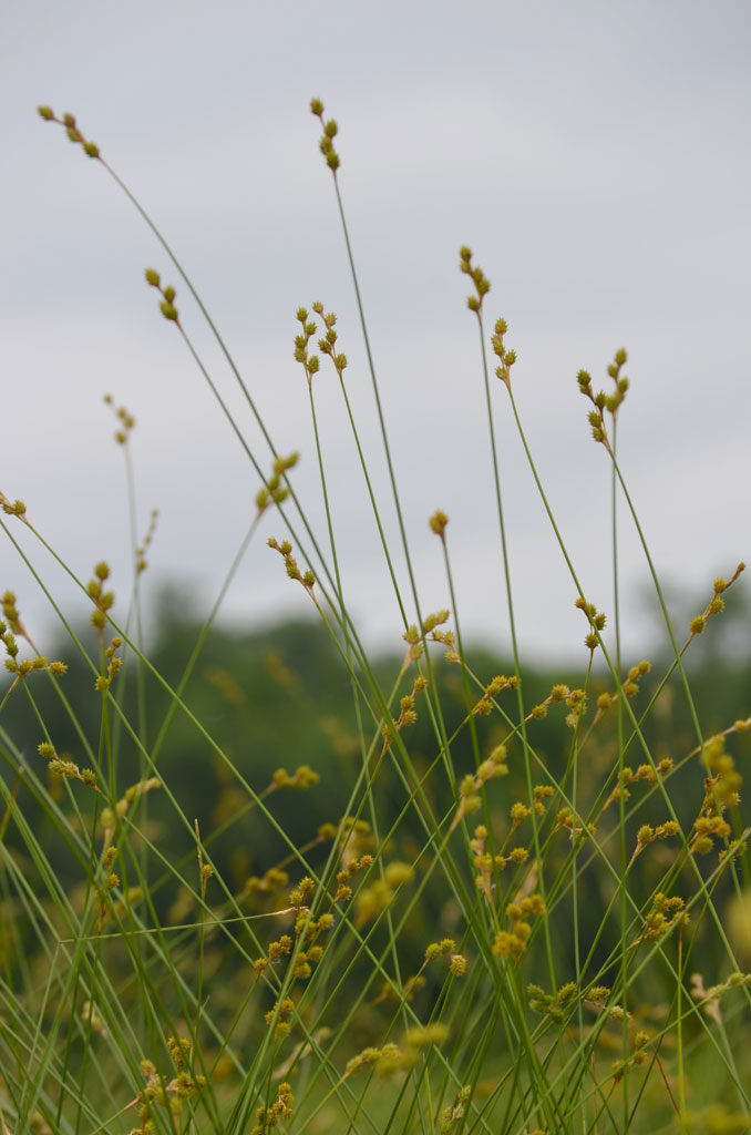 Carex brevior Plains Oval Sedge | Prairie Moon Nursery