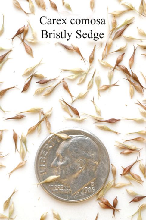 Carex Comosa