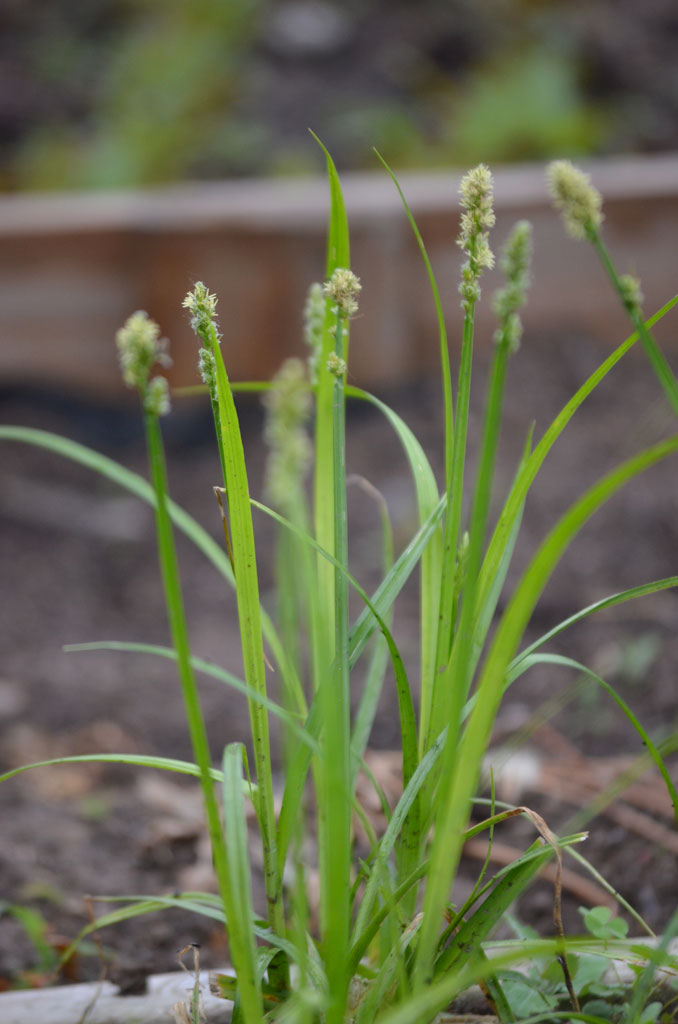 Carex conjuncta Soft Fox Sedge | Prairie Moon Nursery