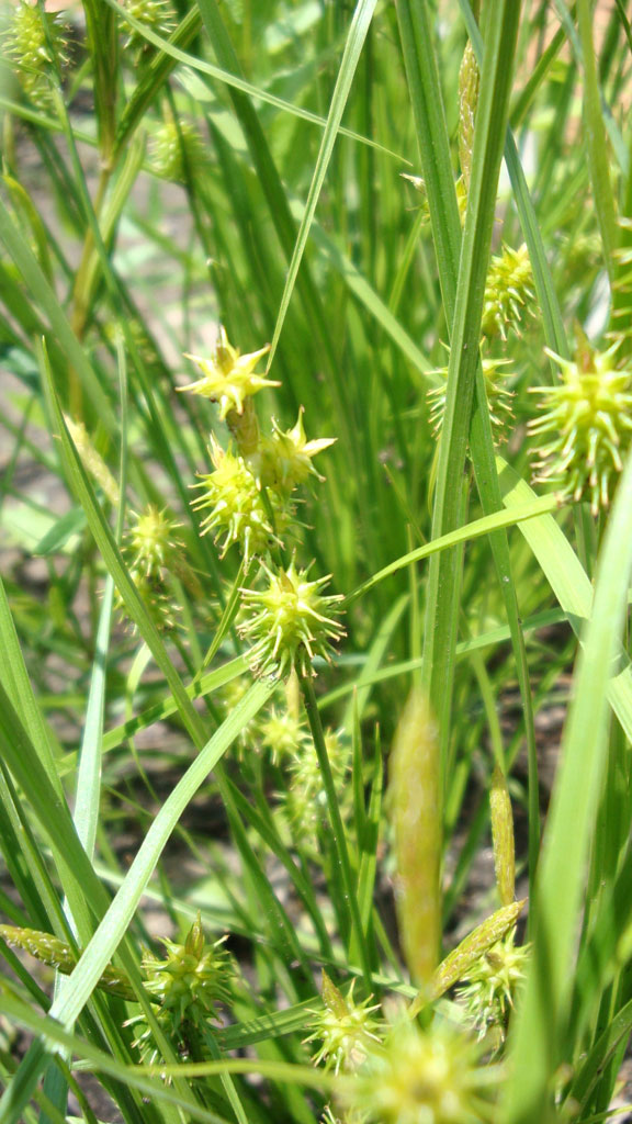 Carex cryptolepis Northeastern Sedge | Prairie Moon Nursery