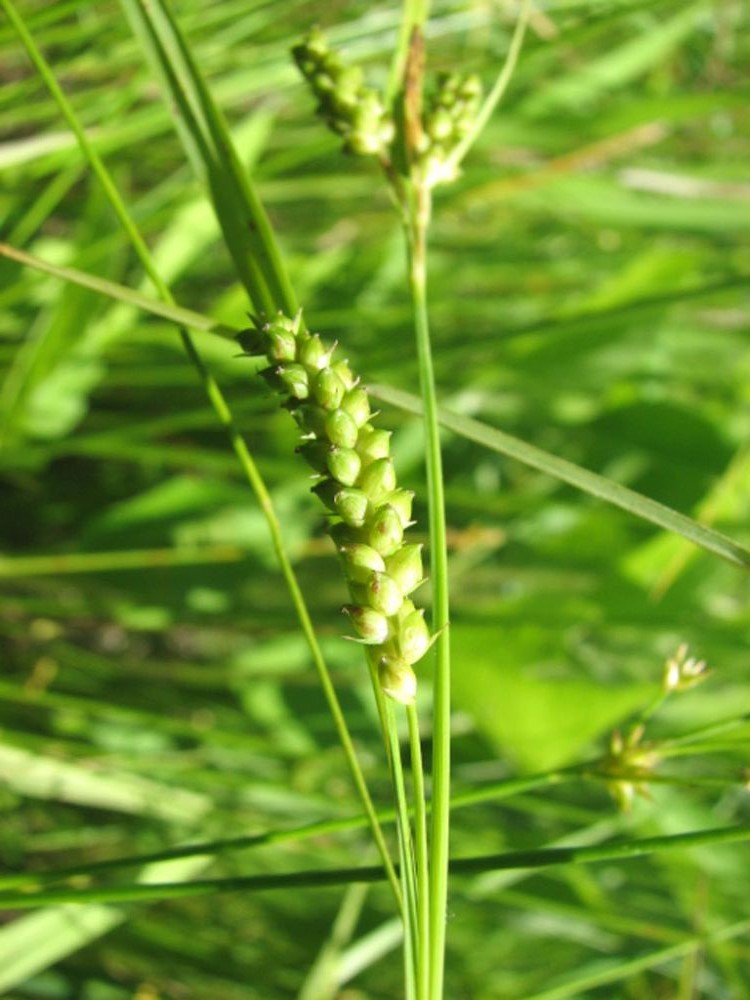Carex granularis Pale Sedge | Prairie Moon Nursery