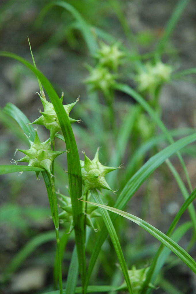 Carex grayi Common Bur Sedge | Prairie Moon Nursery