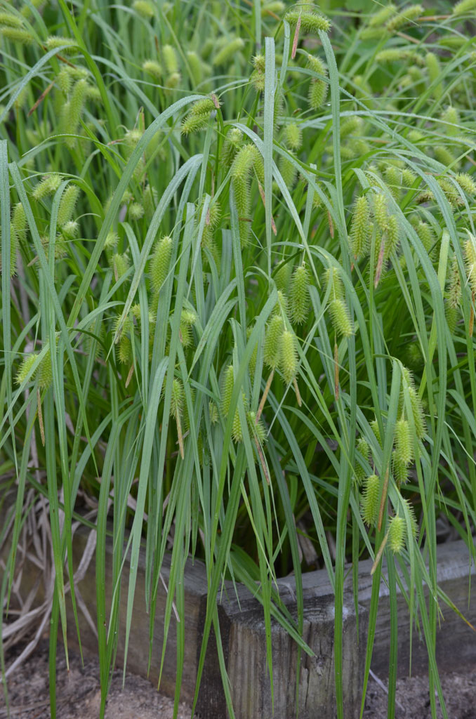 Carex hystericina Porcupine Sedge | Prairie Moon Nursery
