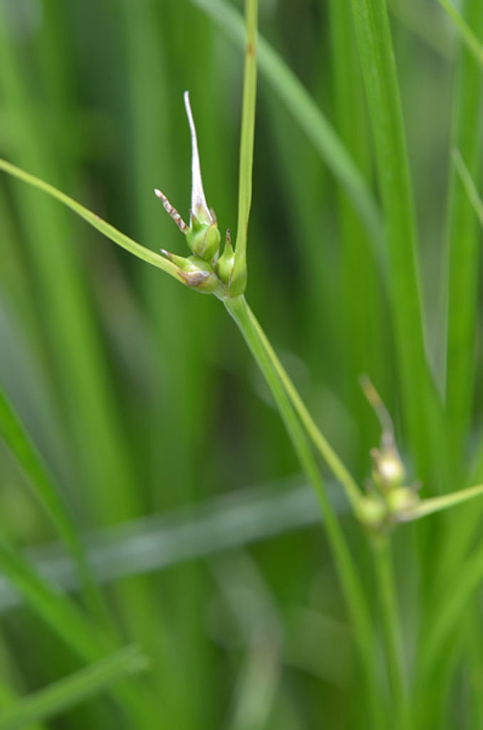 Carex jamesii James' Sedge | Prairie Moon Nursery