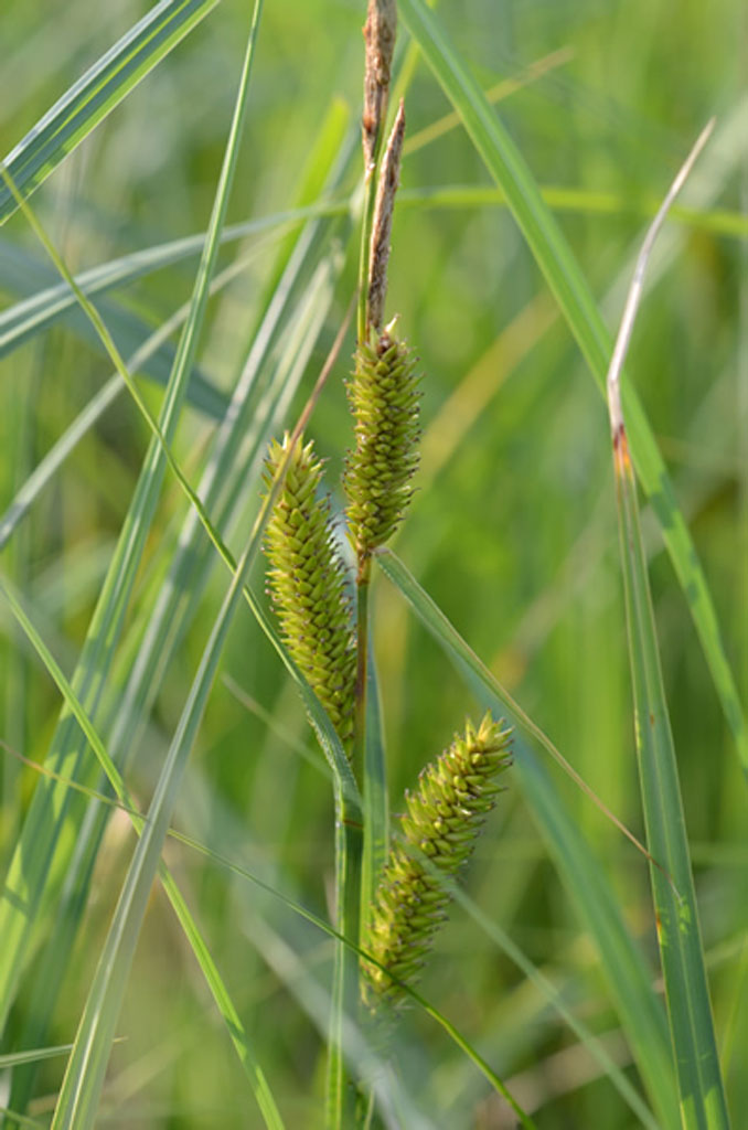 Carex lacustris Common Lake Sedge | Prairie Moon Nursery