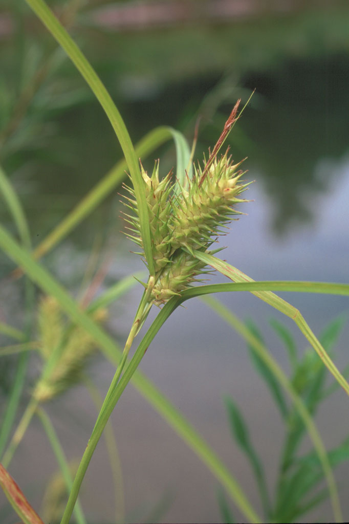 Carex lupulina Common Hop Sedge | Prairie Moon Nursery