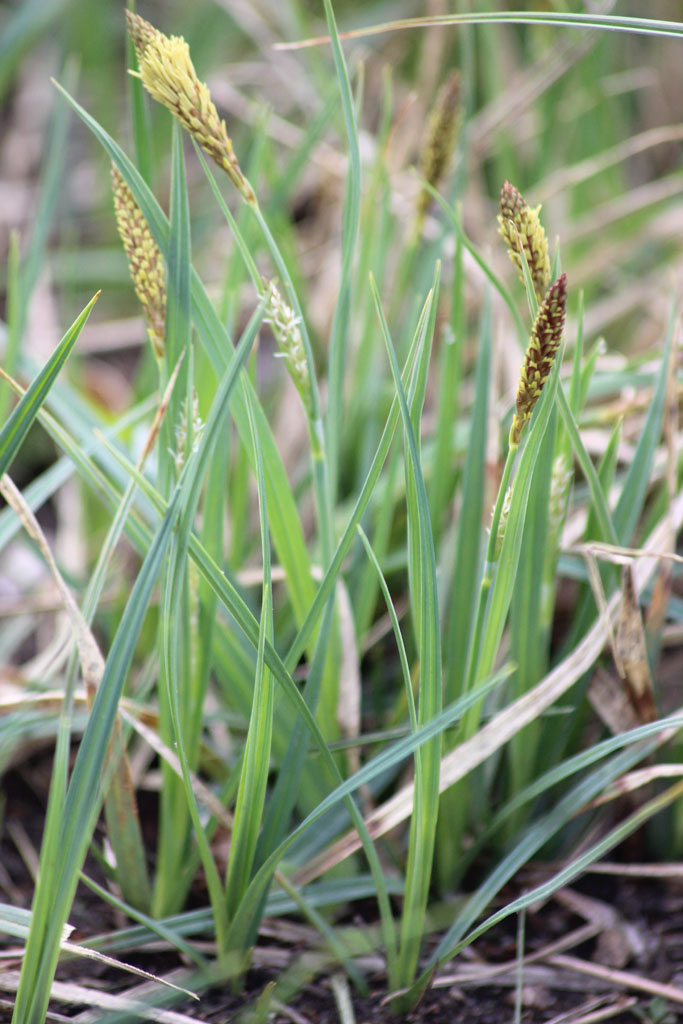 Carex meadii Mead's Stiff Sedge | Prairie Moon Nursery