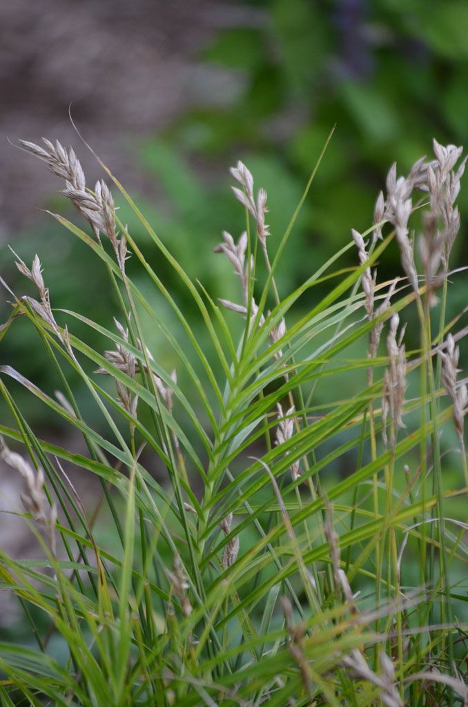 Carex muskingumensis Palm Sedge | Prairie Moon Nursery