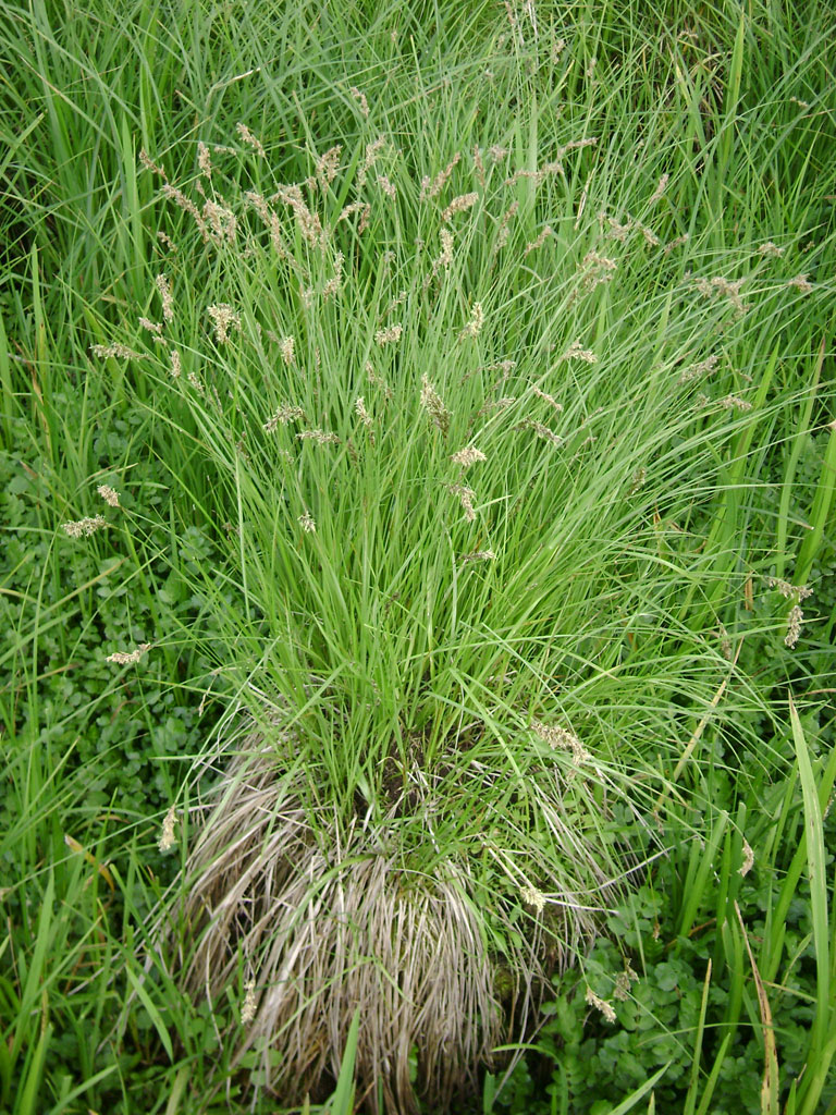Carex prairea Fen Panicled Sedge | Prairie Moon Nursery