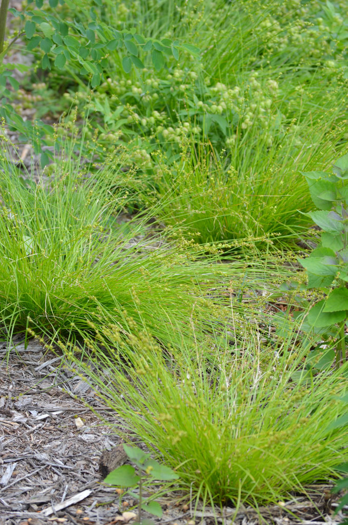 Carex radiata Straight-Styled Wood Sedge | Prairie Moon Nursery