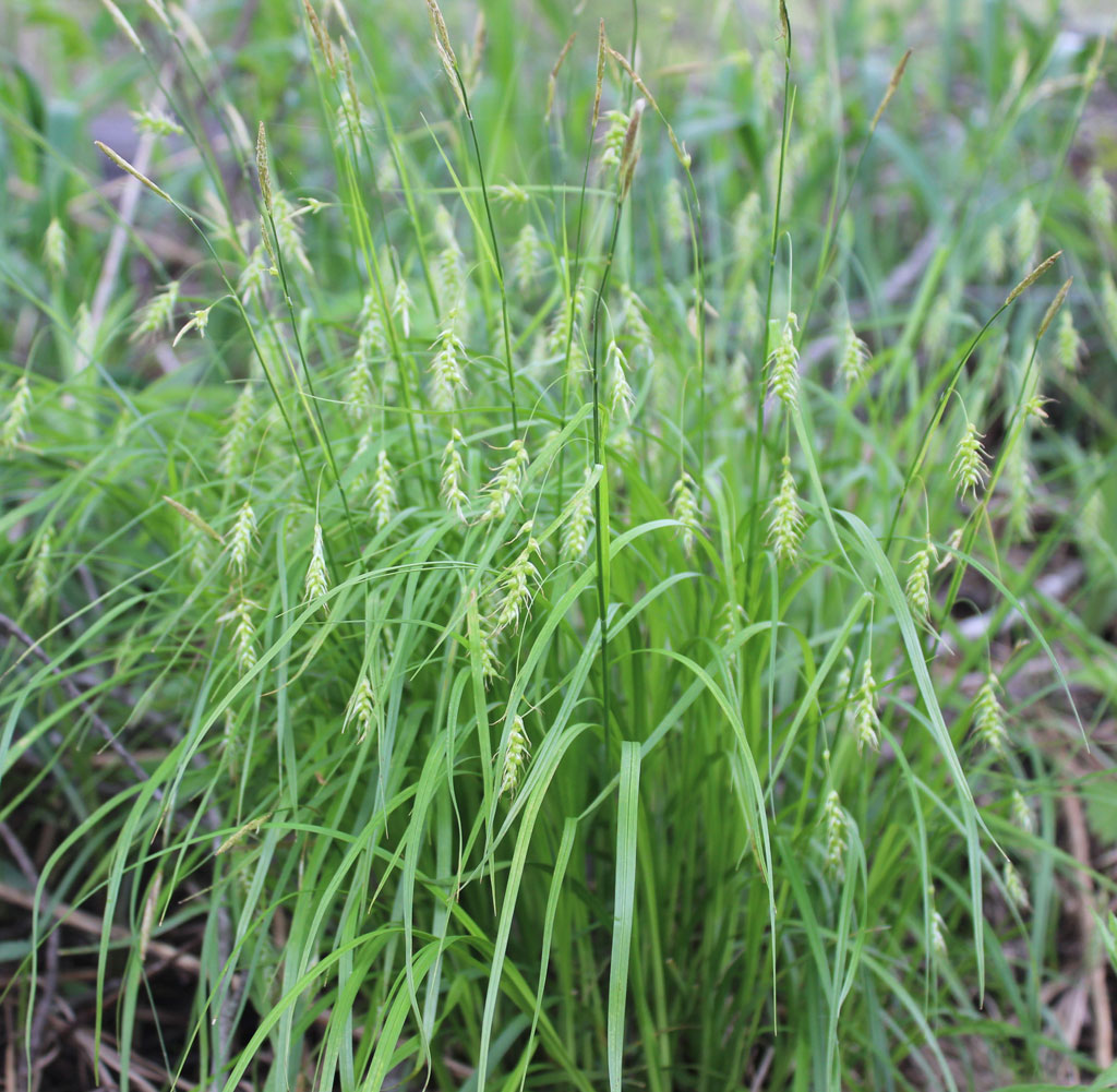 Carex sprengelii Long-beaked Sedge | Prairie Moon Nursery