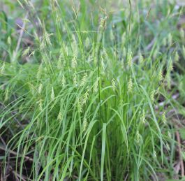 Carex shortiana SHORT'S SEDGE | Prairie Moon Nursery