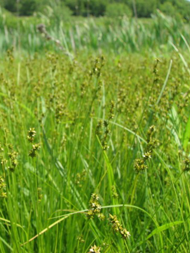 Carex sterilis Fen Star Sedge | Prairie Moon Nursery