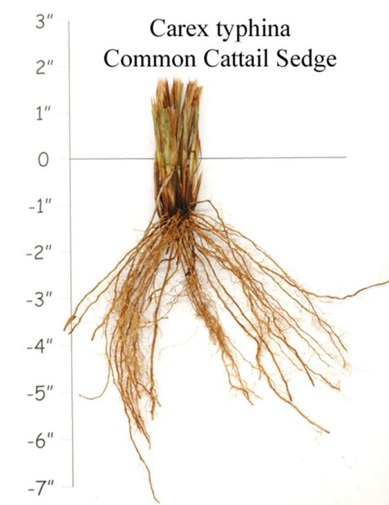 Carex Typhina