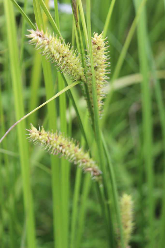 Carex utriculata Common Yellow Lake Sedge | Prairie Moon Nursery