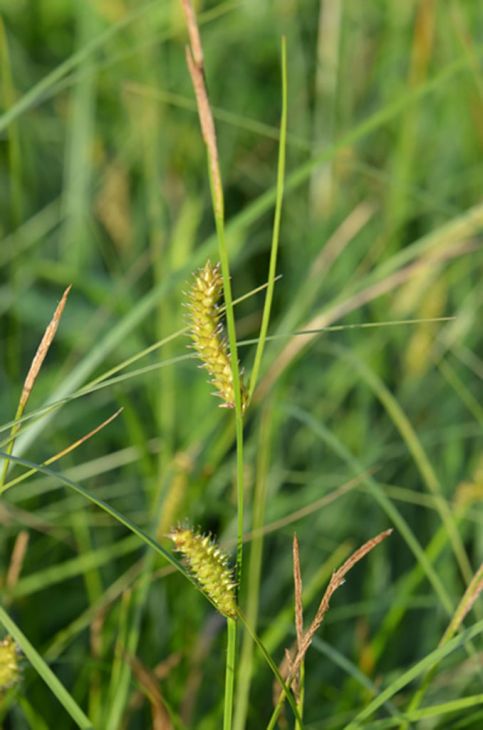 Carex Lacustris