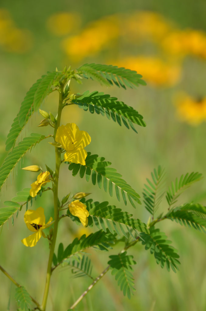 Chamaecrista fasciculata Partridge Pea | Prairie Moon Nursery