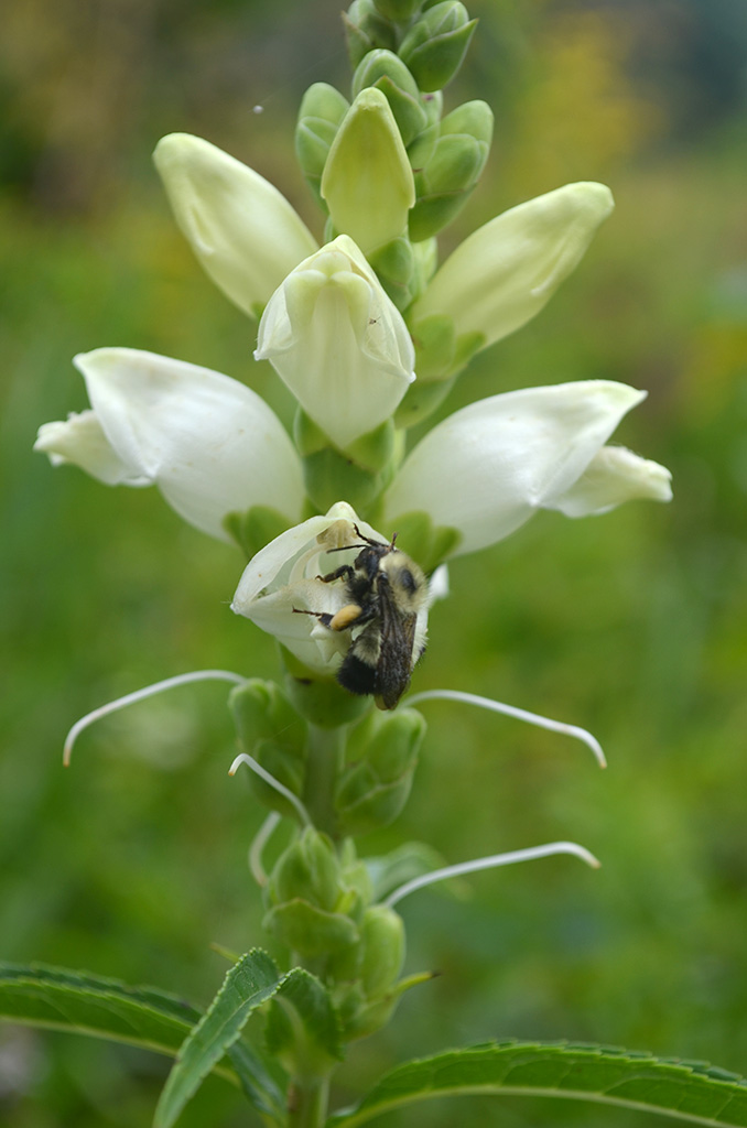 Chelone glabra Turtlehead | Prairie Moon Nursery