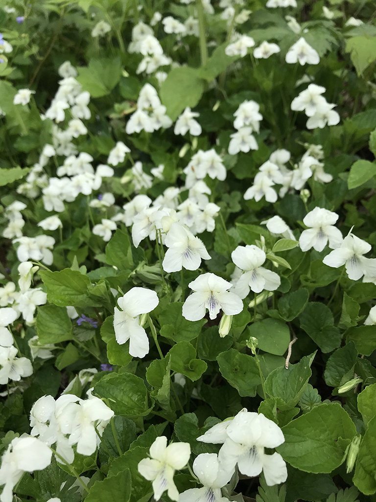 Viola striata Cream Violet | Prairie Moon Nursery