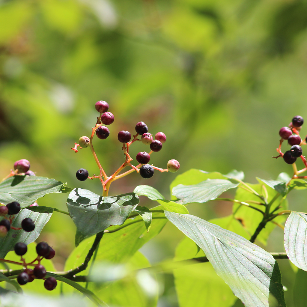 Bare Root Plants | Prairie Moon Nursery