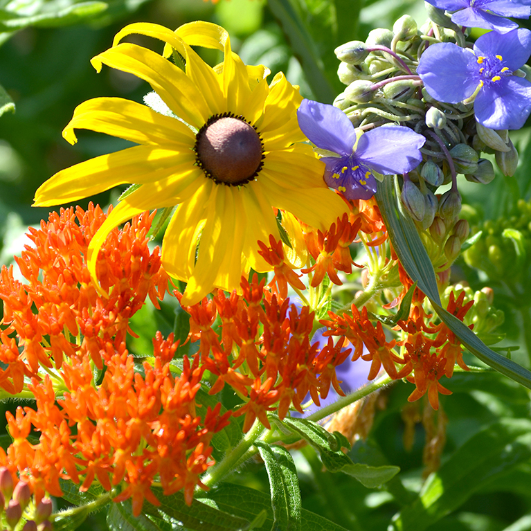 Seed Mixes | Prairie Moon Nursery