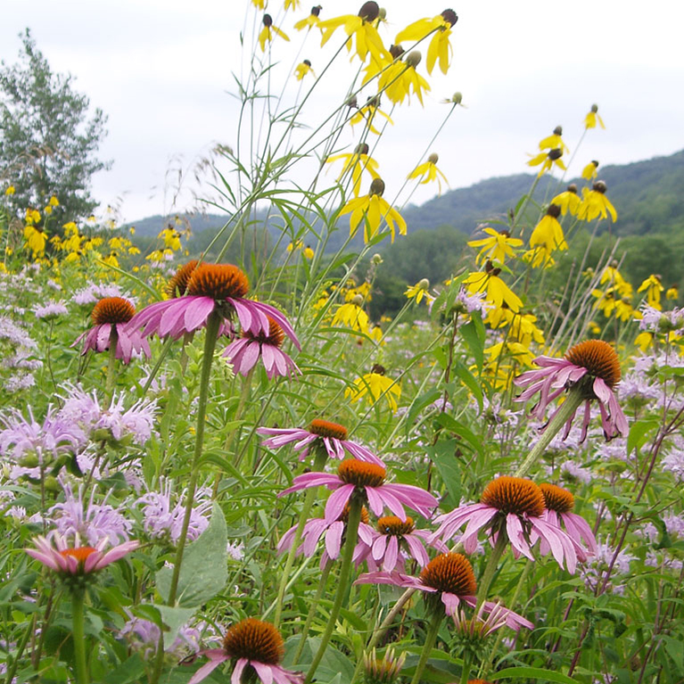 Seed Mixes | Prairie Moon Nursery