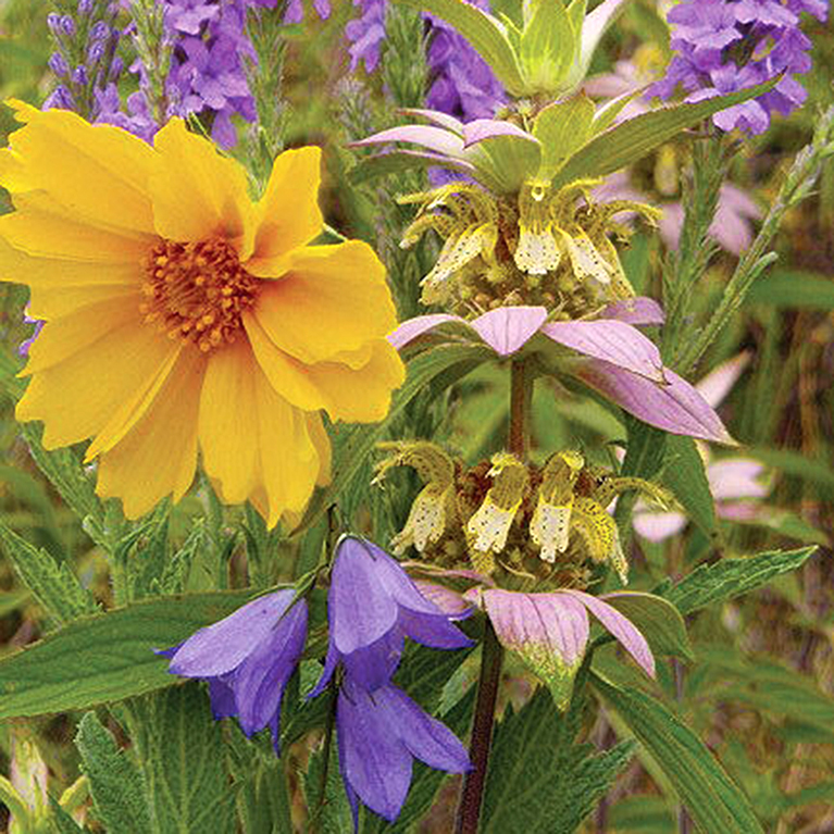 Seed Mixes | Prairie Moon Nursery