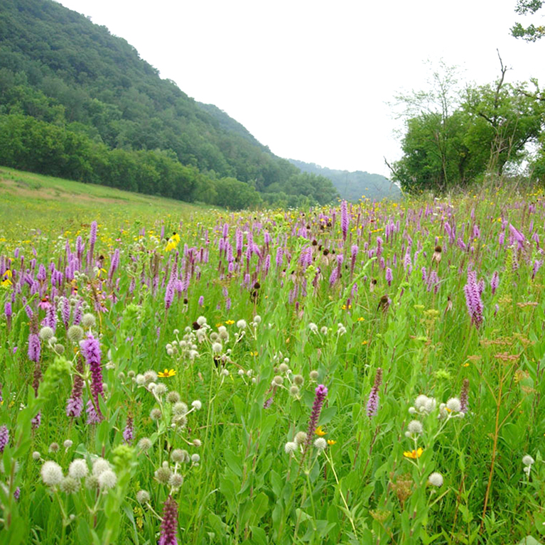 Seed Mixes | Prairie Moon Nursery