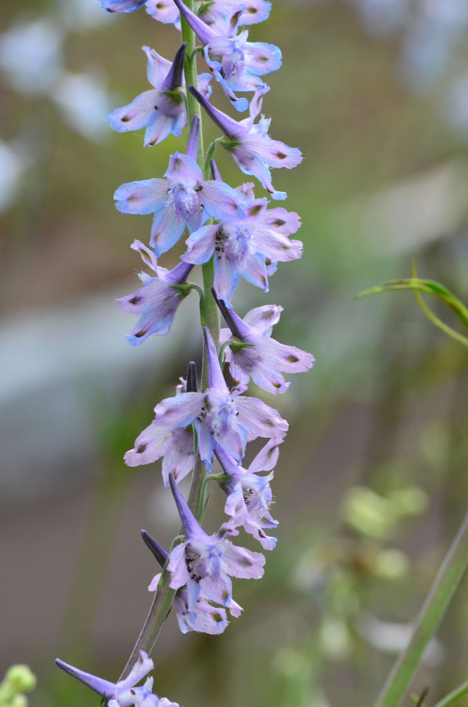 Blue Delphinium
