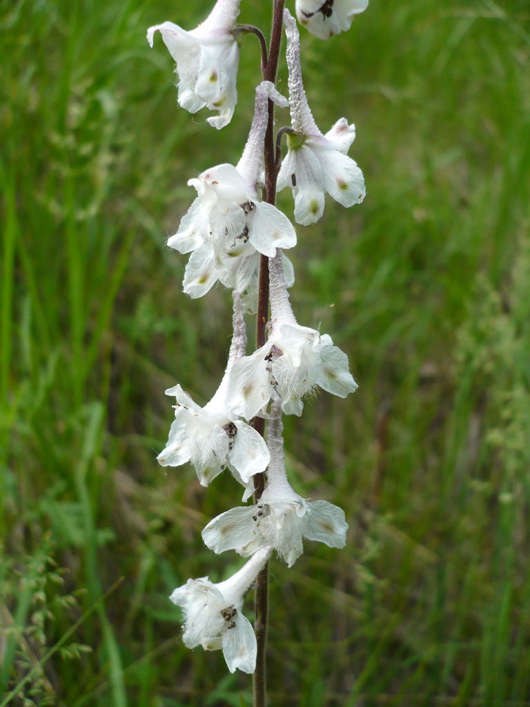 Delphinium virescens Prairie Larkspur | Prairie Moon Nursery