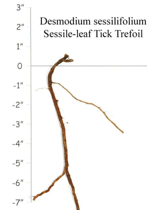 Sessile Leaf