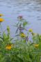 Detention Basin Seed Mix | Prairie Moon Nursery