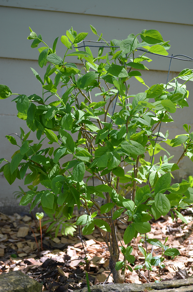 Dirca palustris Leatherwood | Prairie Moon Nursery