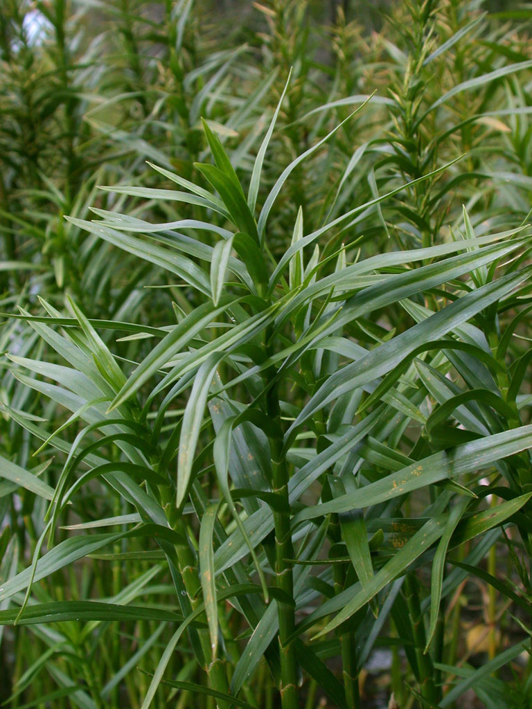 Dulichium arundinaceum Three-way Sedge | Prairie Moon Nursery