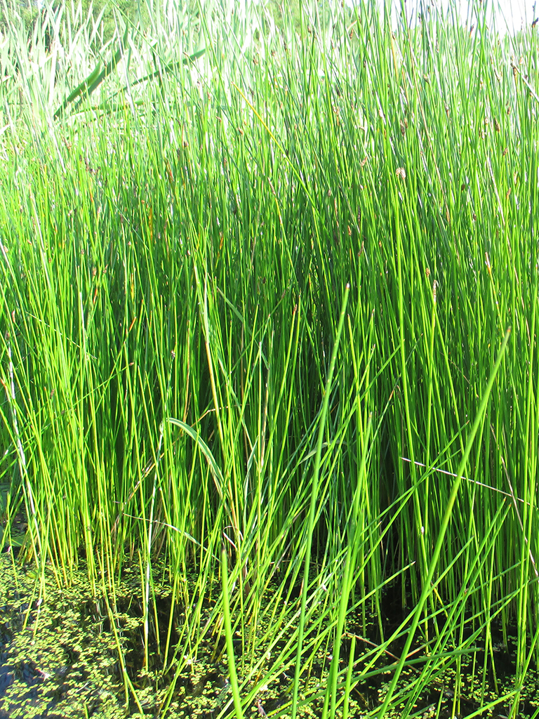 Eleocharis palustris Great Spike Rush | Prairie Moon Nursery