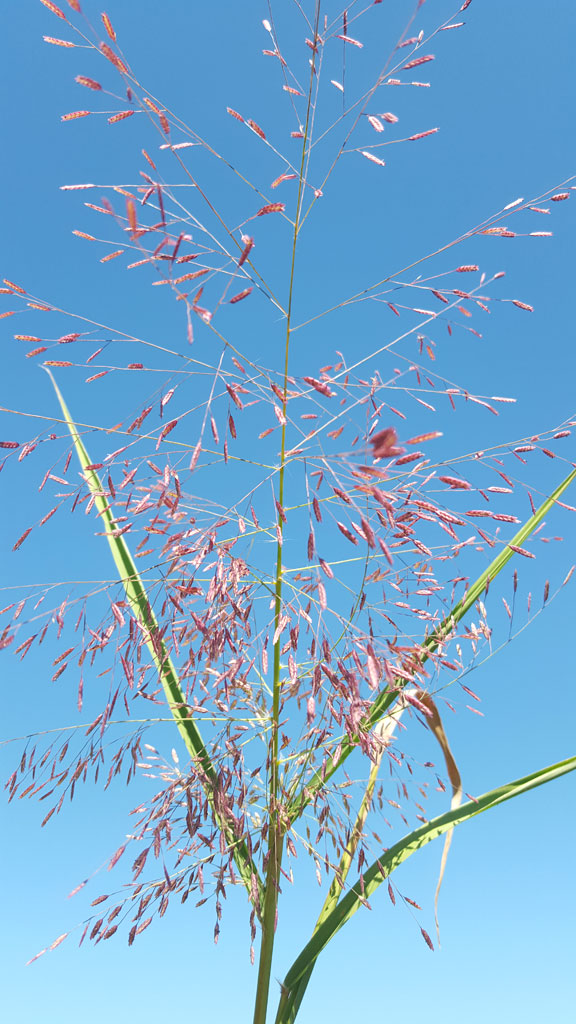 Eragrostis Spectabilis Purple Love Grass Prairie Moon Nursery