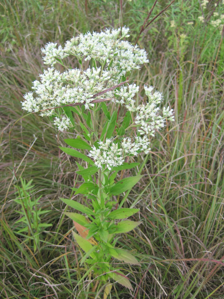Eupatorium altissimum Tall Boneset | Prairie Moon Nursery