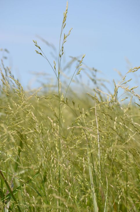 Fescue Grass Seed Head