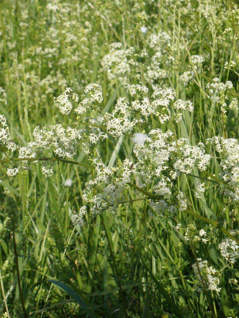 Galium
