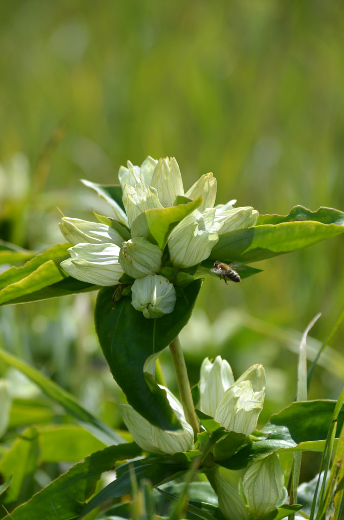 Gentiana flavida Cream Gentian | Prairie Moon Nursery