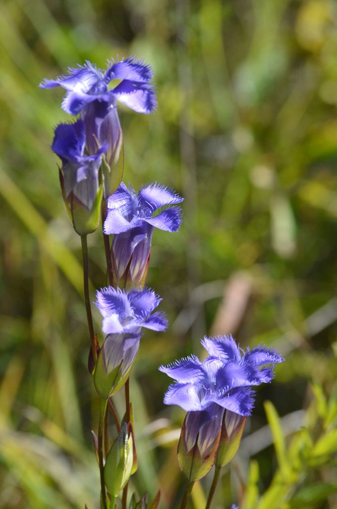 Gentianopsis crinita Fringed Gentian | Prairie Moon Nursery