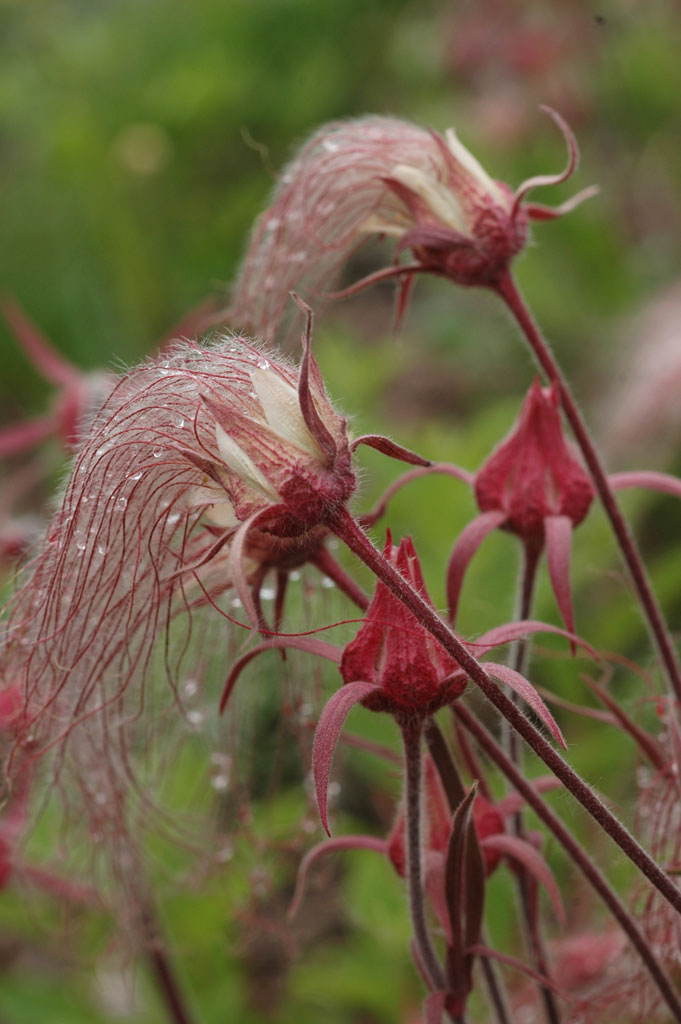 Geum triflorum Prairie Smoke | Prairie Moon Nursery