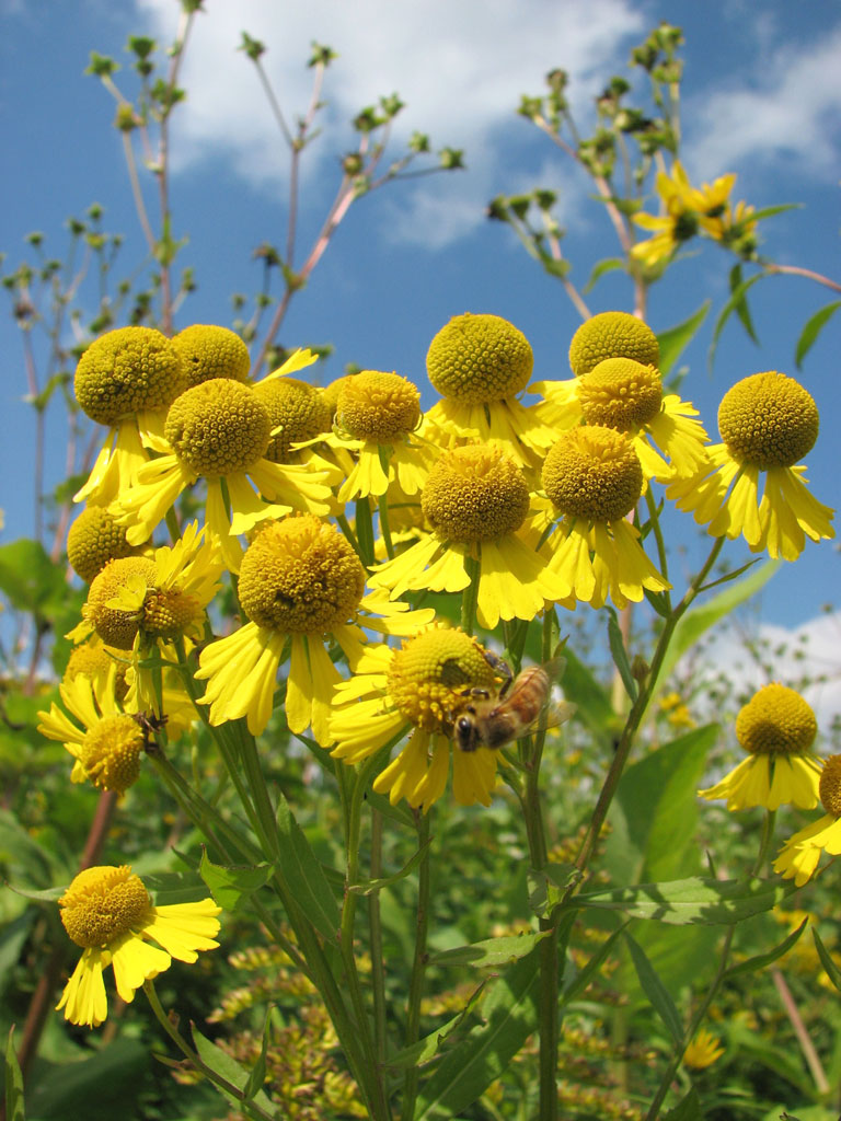 Helenium autumnale Sneezeweed | Prairie Moon Nursery