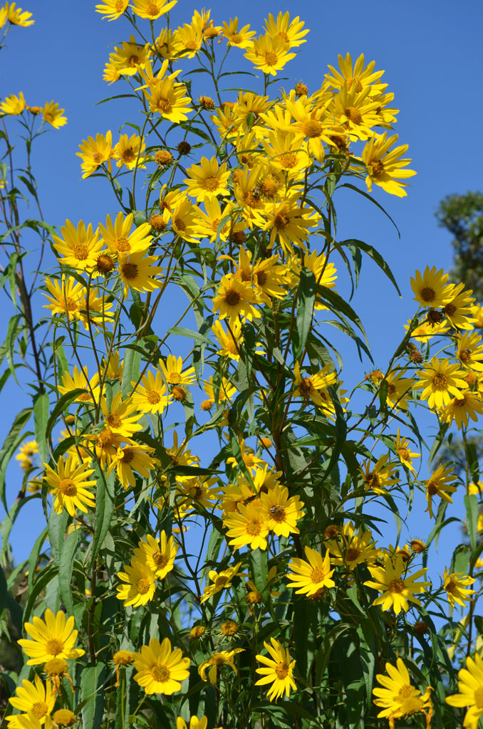 Helianthus grosseserratus Saw-tooth Sunflower | Prairie Moon Nursery