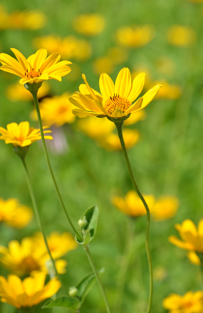 Heliopsis helianthoides Early Sunflower | Prairie Moon Nursery