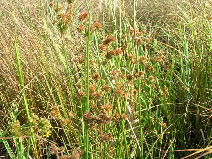 Juncus Canadensis