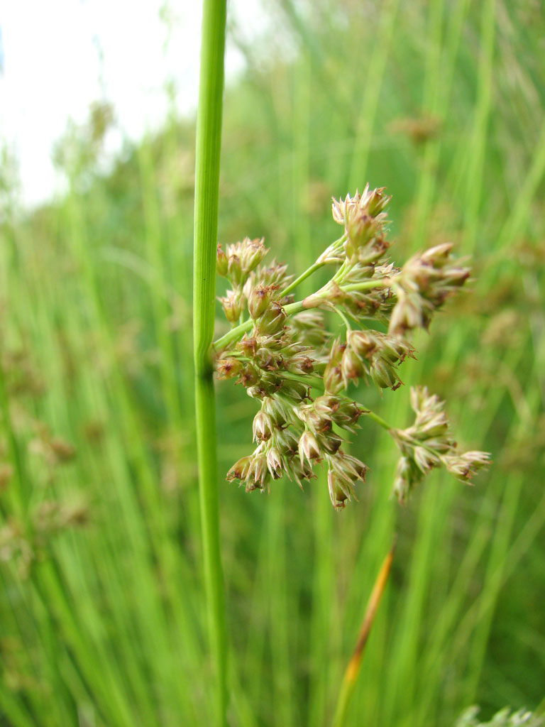 Juncus effusus Common Rush | Prairie Moon Nursery