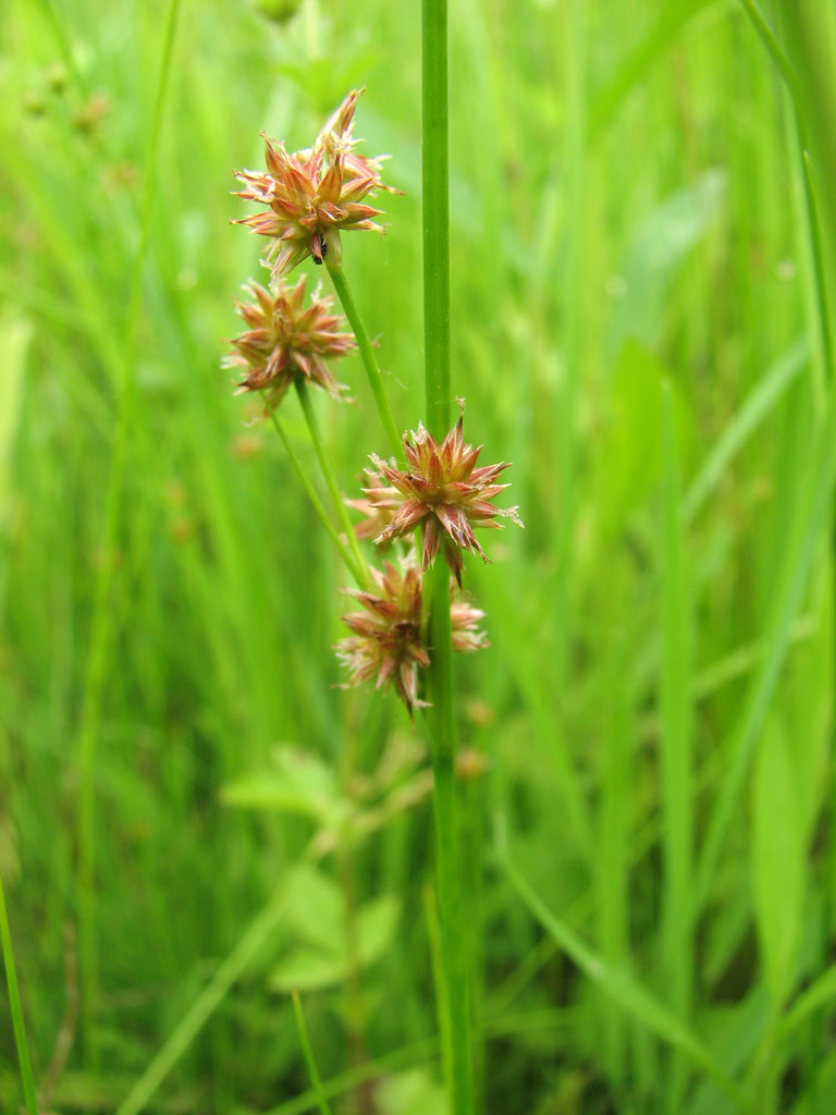 Juncus nodosus Knotted Rush | Prairie Moon Nursery