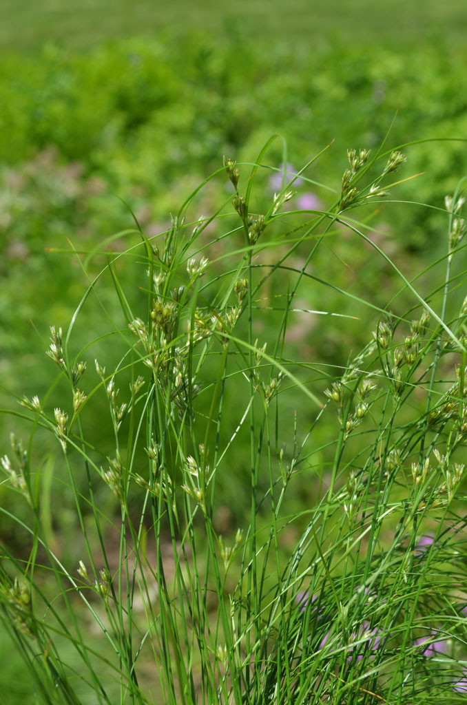 Juncus tenuis Path Rush | Prairie Moon Nursery