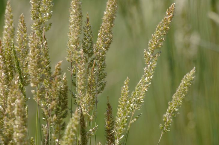 June Grass Let It Bloom June: What Happens After No Mow May?